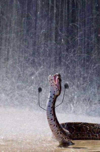 Snake Pics Are Getting A Doodle Makeover And The Results Are Beyond Funny
