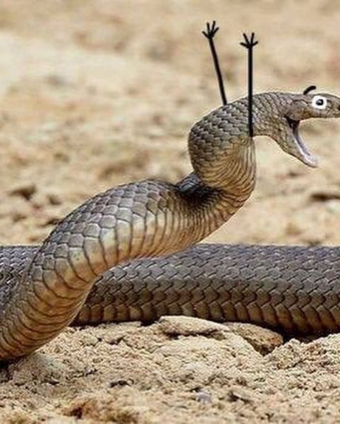 Snake Pics Are Getting A Doodle Makeover And The Results Are Beyond Funny