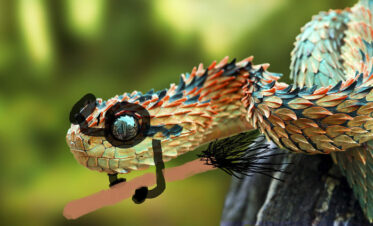 Snake Pics Are Getting A Doodle Makeover And The Results Are Beyond Funny