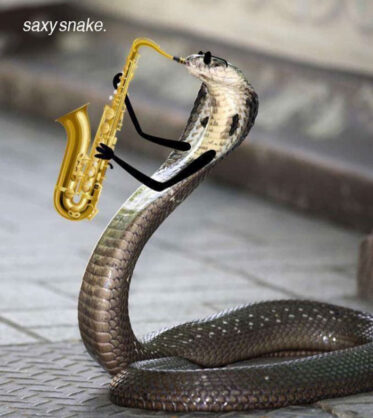 Snake Pics Are Getting A Doodle Makeover And The Results Are Beyond Funny