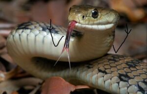 Snake Pics Are Getting A Doodle Makeover And The Results Are Beyond Funny
