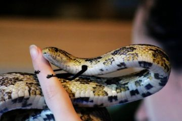 Snake Pics Are Getting A Doodle Makeover And The Results Are Beyond Funny