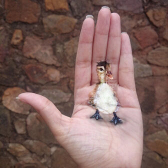 South African Artist Paints Cute 3D Art On Her Hands Of Little Animals ...