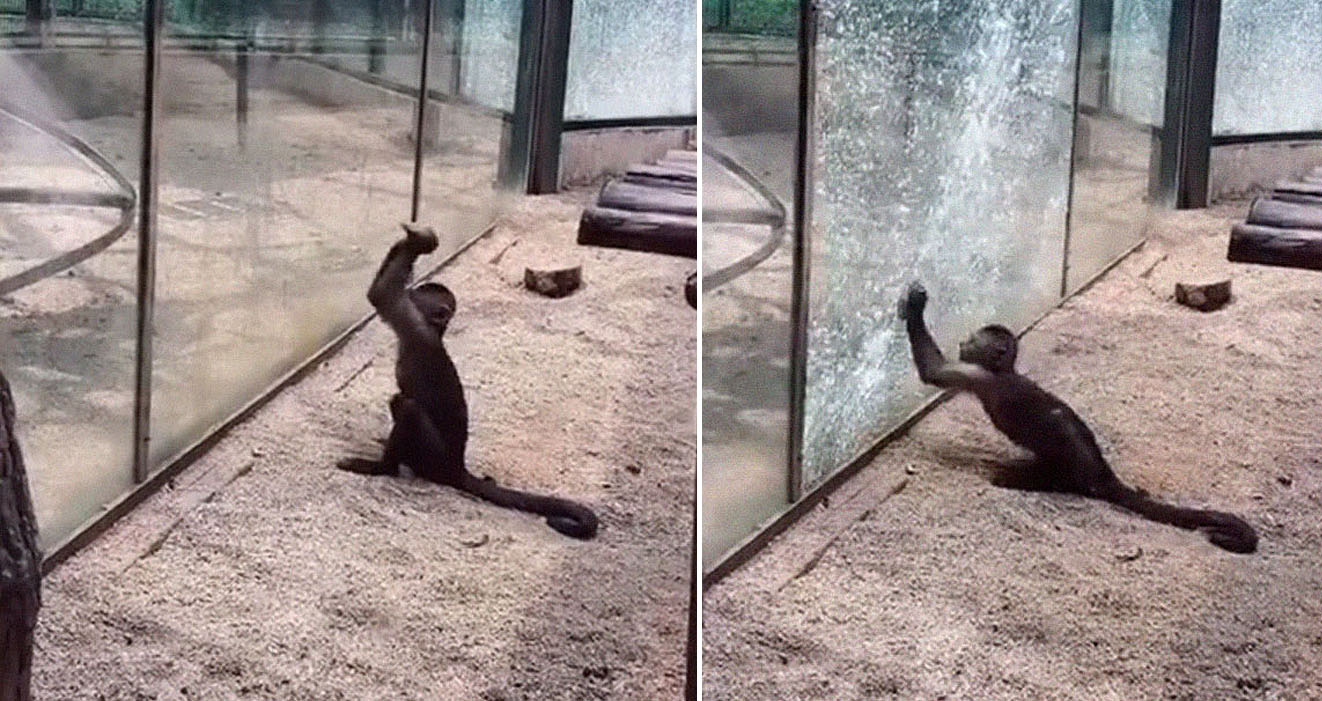 Zoo Visitors Watch A Monkey Sharpening A Rock And Then Suddenly Shatter ...