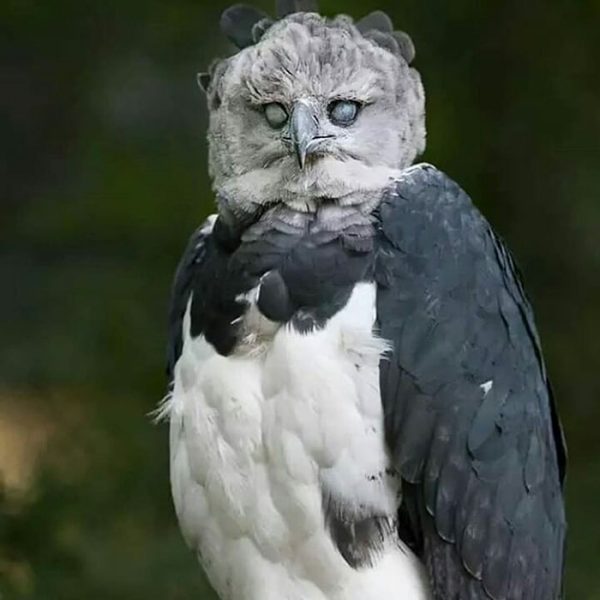 The Harpy Eagle Is A Giant Bird - So Large, That People Often Think It ...