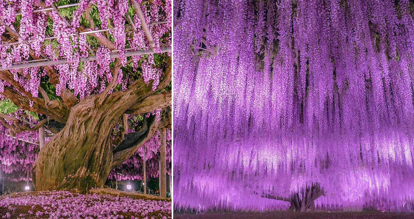 Most Beautiful Wisteria Tree