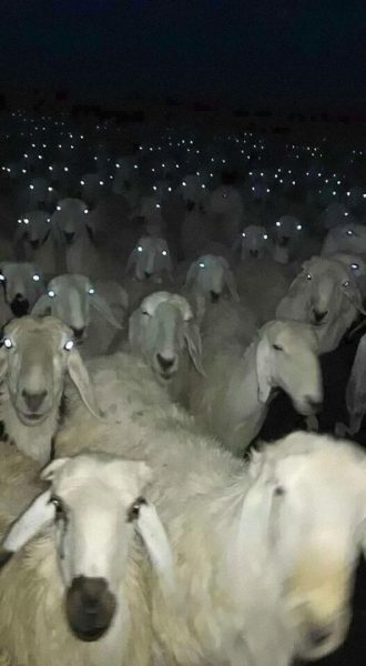 45 Times Animals Looked So Evil You Would Think They Were Possessed