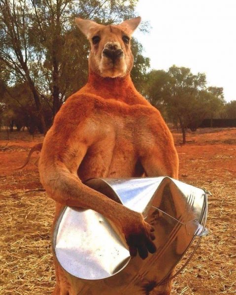 45 Times Animals Looked So Evil You Would Think They Were Possessed