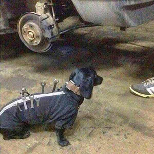 Put Your Dog To Work As A Mechanics Assistant With One Of These Dog ...