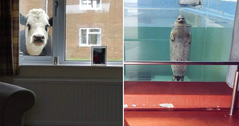 45 Times Animals Looked So Evil You Would Think They Were Possessed