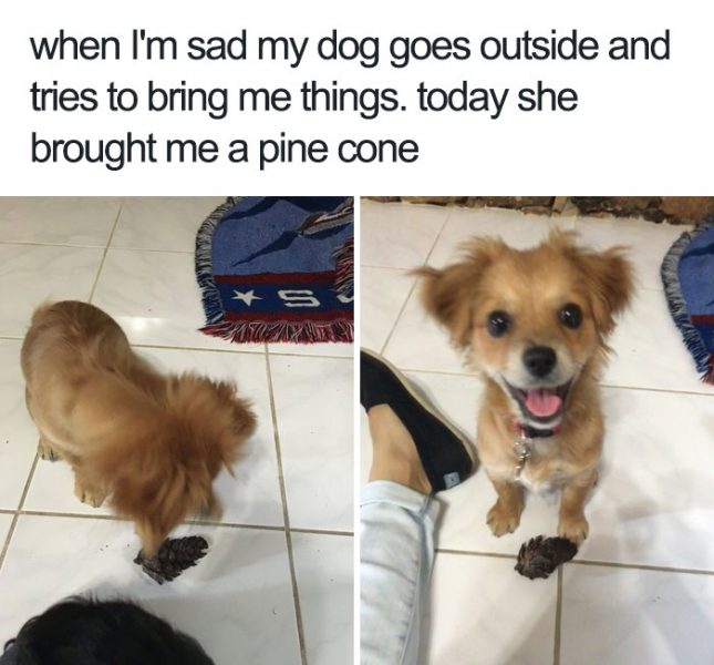 35 Of The Funniest Animal Memes To Help Make Your Week Seem A Little Better