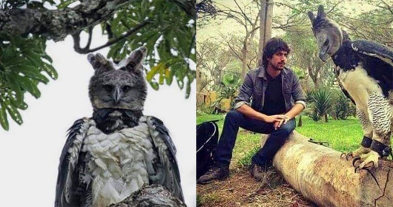 The Harpy Eagle Is A Giant Bird - So Large, That People Often Think It ...