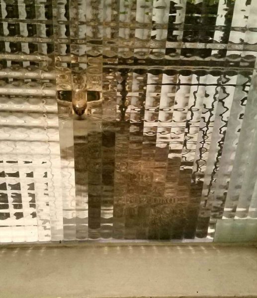 25 People Share Hilarious Times They Spotted A 'Pixel Cat' In Real Life