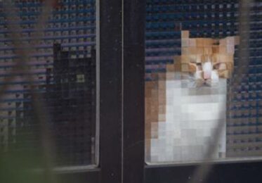 25 People Share Hilarious Times They Spotted A 'Pixel Cat' In Real Life