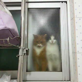 25 People Share Hilarious Times They Spotted A 'Pixel Cat' In Real Life