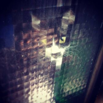 25 People Share Hilarious Times They Spotted A 'Pixel Cat' In Real Life