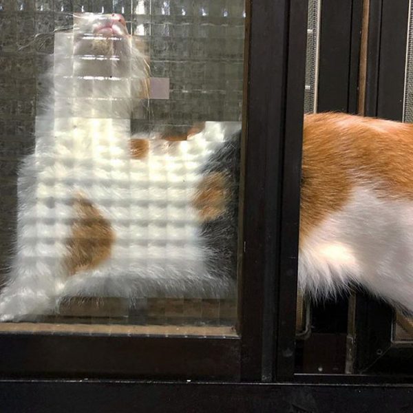 25 People Share Hilarious Times They Spotted A 'Pixel Cat' In Real Life
