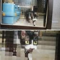 25 People Share Hilarious Times They Spotted A 'Pixel Cat' In Real Life