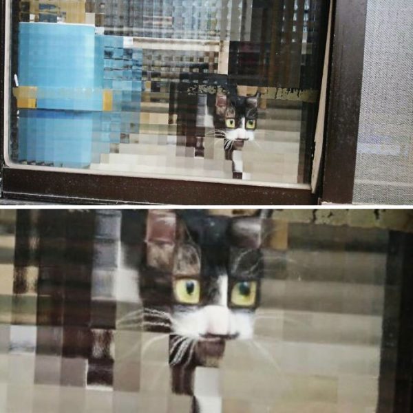 25 People Share Hilarious Times They Spotted A 'Pixel Cat' In Real Life