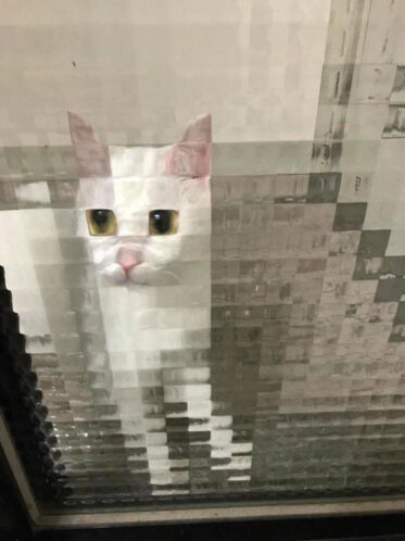 25 People Share Hilarious Times They Spotted A 'Pixel Cat' In Real Life