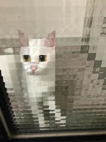 25 People Share Hilarious Times They Spotted A 'Pixel Cat' In Real Life