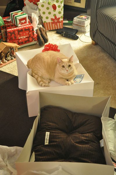 21 Funny Instances Of Cats Making Great Use Of Their Gifts