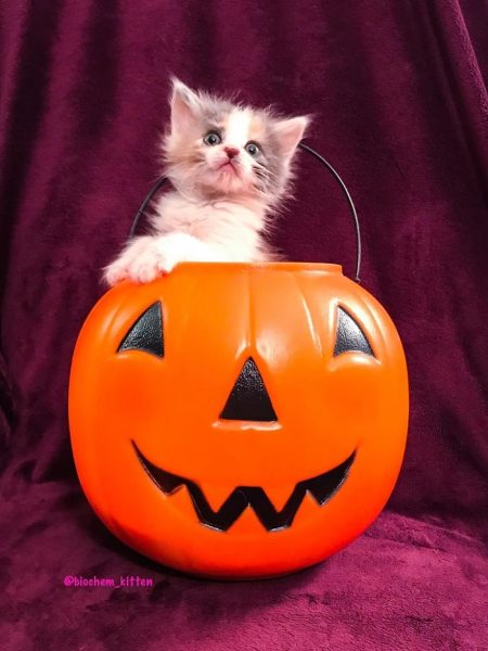 A Photoshoot Has Gone Viral After Foster Kitty Gives The Cutest Smile