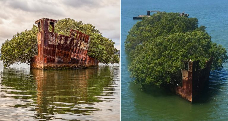 108-Year-Old SS Ayrfield Ship Has Turned Into A Floating Forest After ...