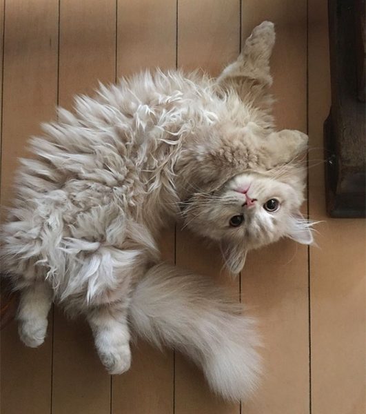 Meet Bell - The Fabulous Cat Known For Her Fluffy Squirrel-Like Tail