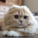 Meet Bell - The Fabulous Cat Known For Her Fluffy Squirrel-Like Tail