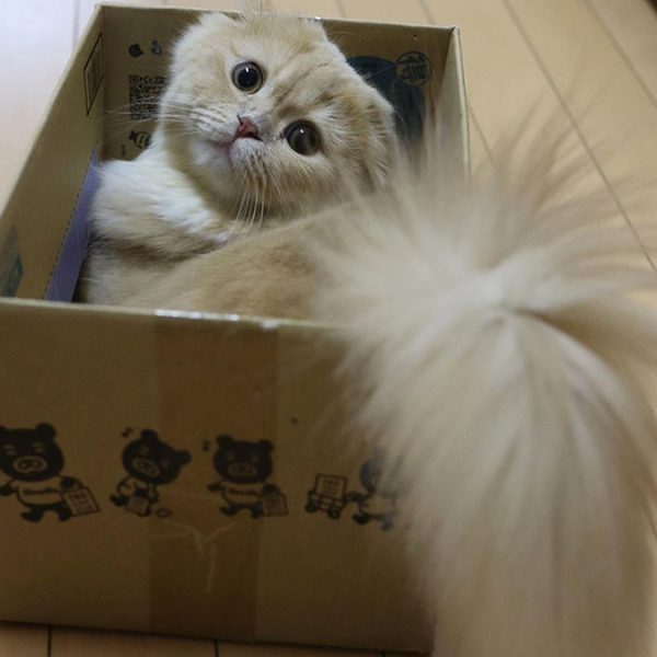 Meet Bell - The Fabulous Cat Known For Her Fluffy Squirrel-Like Tail