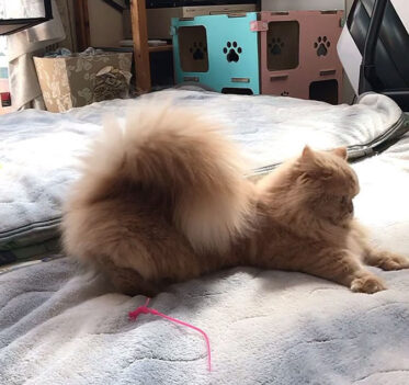 Meet Bell - The Fabulous Cat Known For Her Fluffy Squirrel-Like Tail