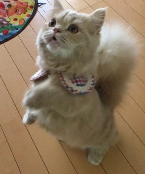 Meet Bell - The Fabulous Cat Known For Her Fluffy Squirrel-Like Tail