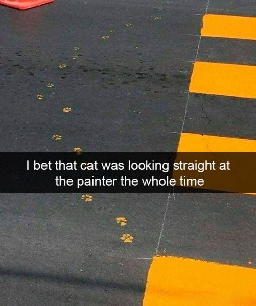 40 Funny Cat Snapchats That You Can't Help But Smile At