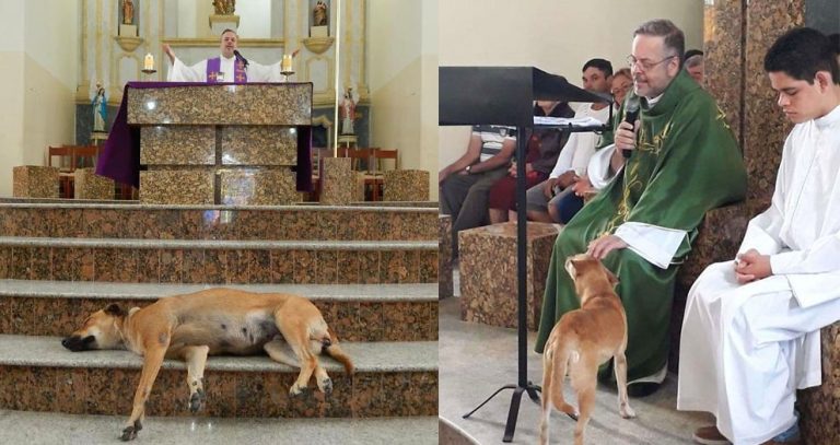 Compassionate Priest Helps Stray Dogs By Bringing Them To Mass So They ...