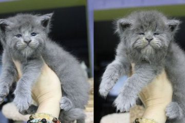 Lotus The Magnificent Maine Coon Cat Is A Gigantic Fluffy Ball Of Love