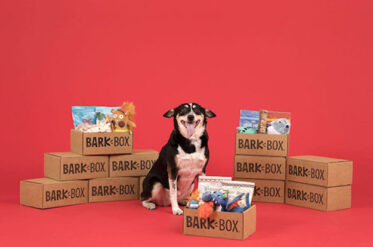 BarkBox 2 In 1 Plush Toys Are Perfect For Dogs That Destroy Soft Toys