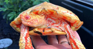 Farmer Finds Rare Albino Indian Flapshell Turtle That Looks Like Melted ...