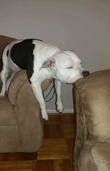 50 Times Dogs Managed To Fall Asleep In Awkwardly Funny Positions