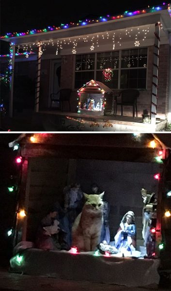 28 Times Cats Were Spotted Hilariously Crashing Nativity Scenes