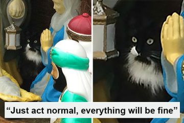 Gary The Rescue Cat Has Gained A Big Following Online After Posting His ...