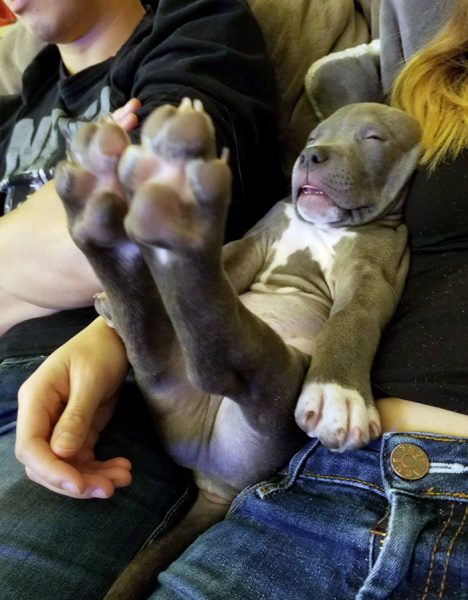 50 Times Dogs Managed To Fall Asleep In Awkwardly Funny Positions