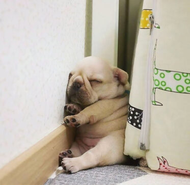 50 Times Dogs Managed To Fall Asleep In Awkwardly Funny Positions
