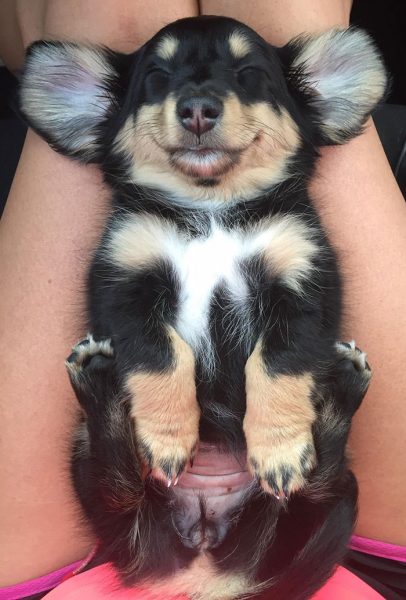 50 Times Dogs Managed To Fall Asleep In Awkwardly Funny Positions