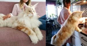 Lotus The Magnificent Maine Coon Cat Is A Gigantic Fluffy Ball Of Love