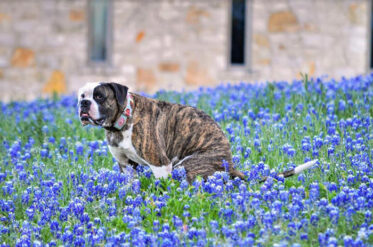 Every Month In This Calendar Features A Gorgeous Photo Of A Dog Pooping