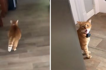 Funny Cat Memes That Will Make Your Day Seem A Little Better