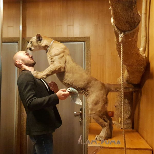 Messi The Puma Was Rescued From A 'Contact-Type' Zoo And Can’t Be ...