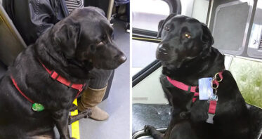 Meet 'Eclipse' The Good Girl That Takes The Bus Everyday By Herself To ...