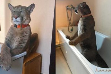 40 Funny Cat Snapchats That You Can't Help But Smile At